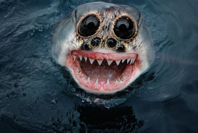 12 Animal Hybrids You Wont Believe Really Exist. ~ Google+