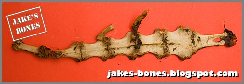 Strange bones #8: The Autumnwatch mystery ! : Jake's Bones