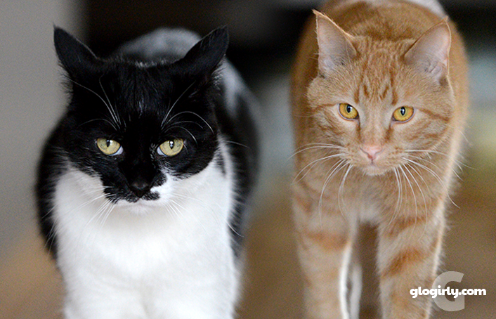 GLOGIRLY: Answer Your Cat's Question Day: GLOGIRLY TALKS