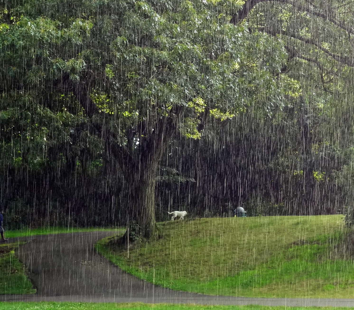 Joe's Retirement Blog: Summer Rain, Beaver Brook Park, Waltham ...