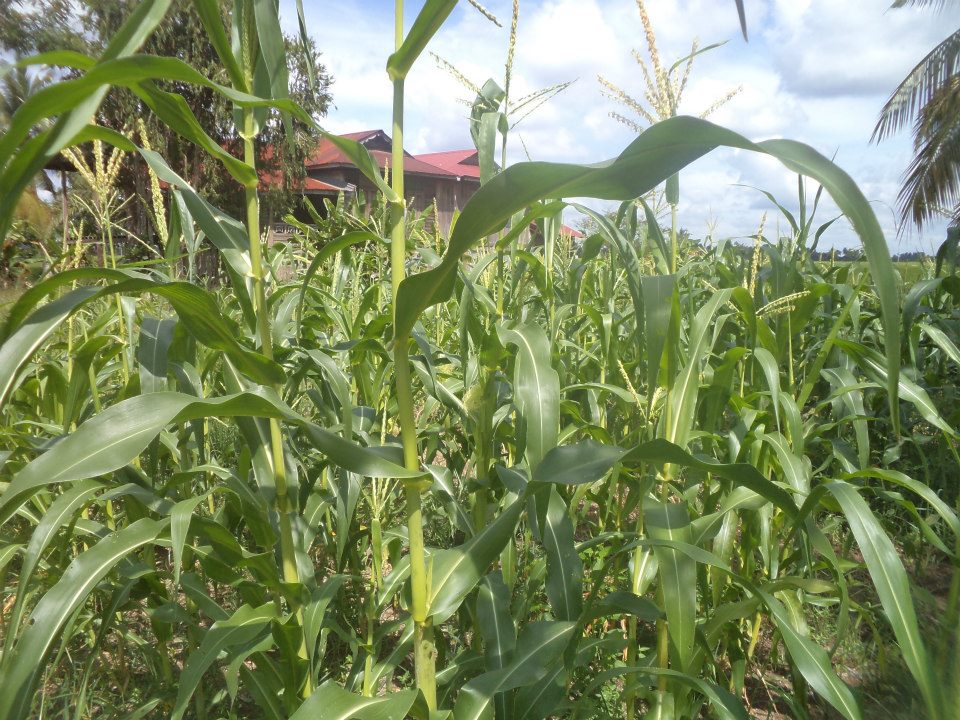 anaklaut: JAGUNG MANIS