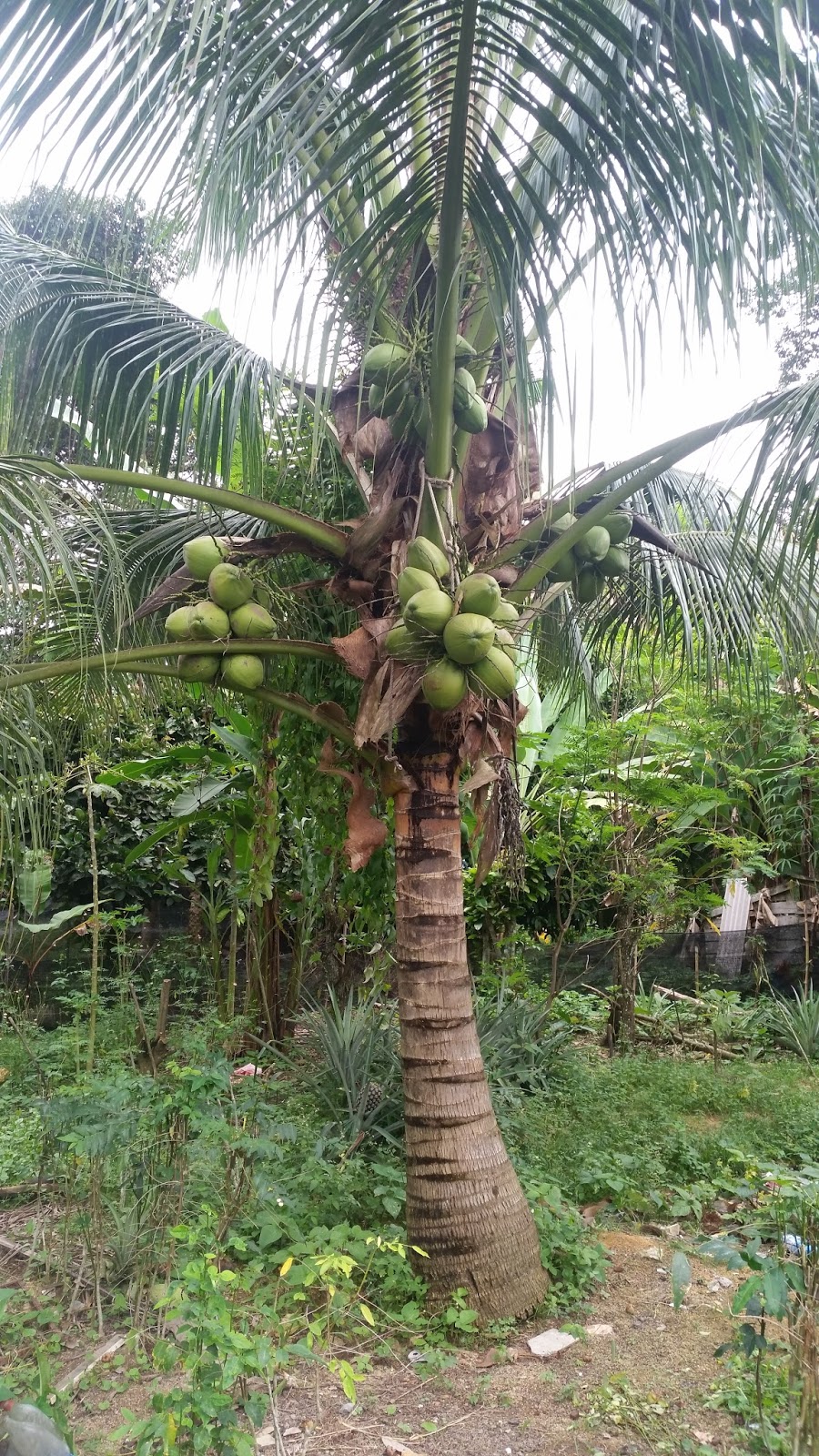 Kelapa Matag