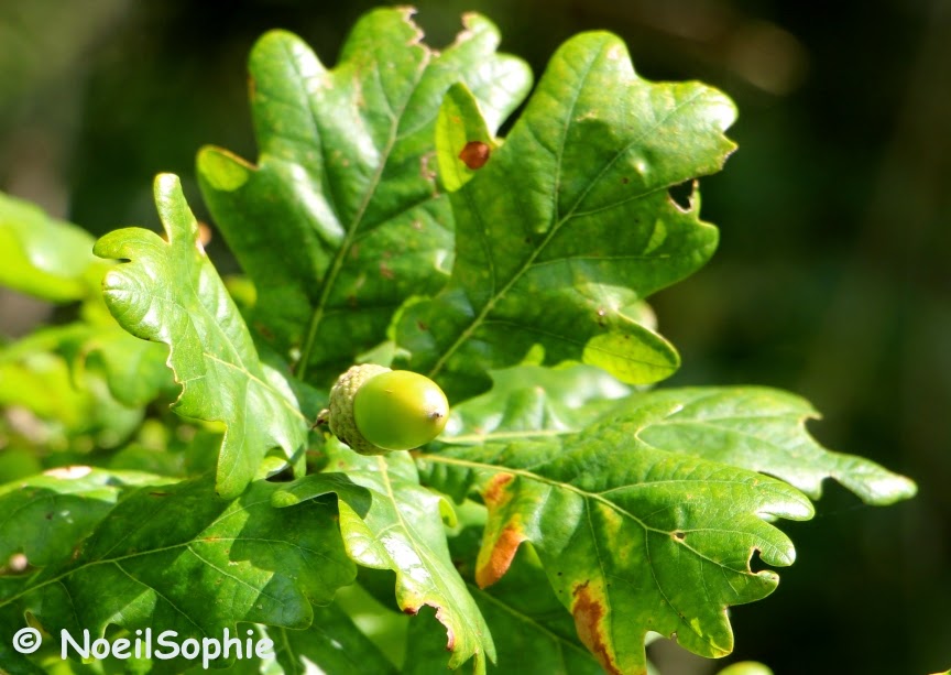 Le n'oeil de Sophie: Une fleur... un fruit : le Chêne