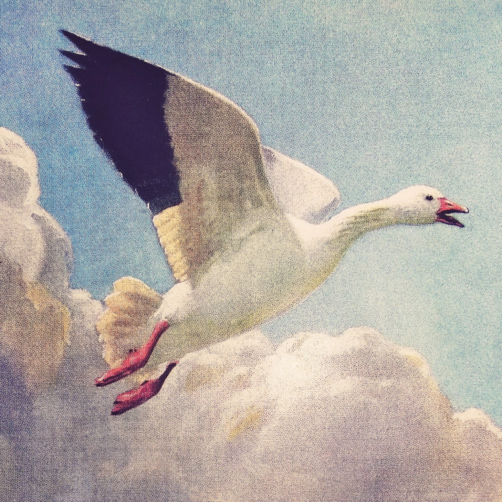 Mayfifth1935 Designs: Snow Goose & Small Miracle