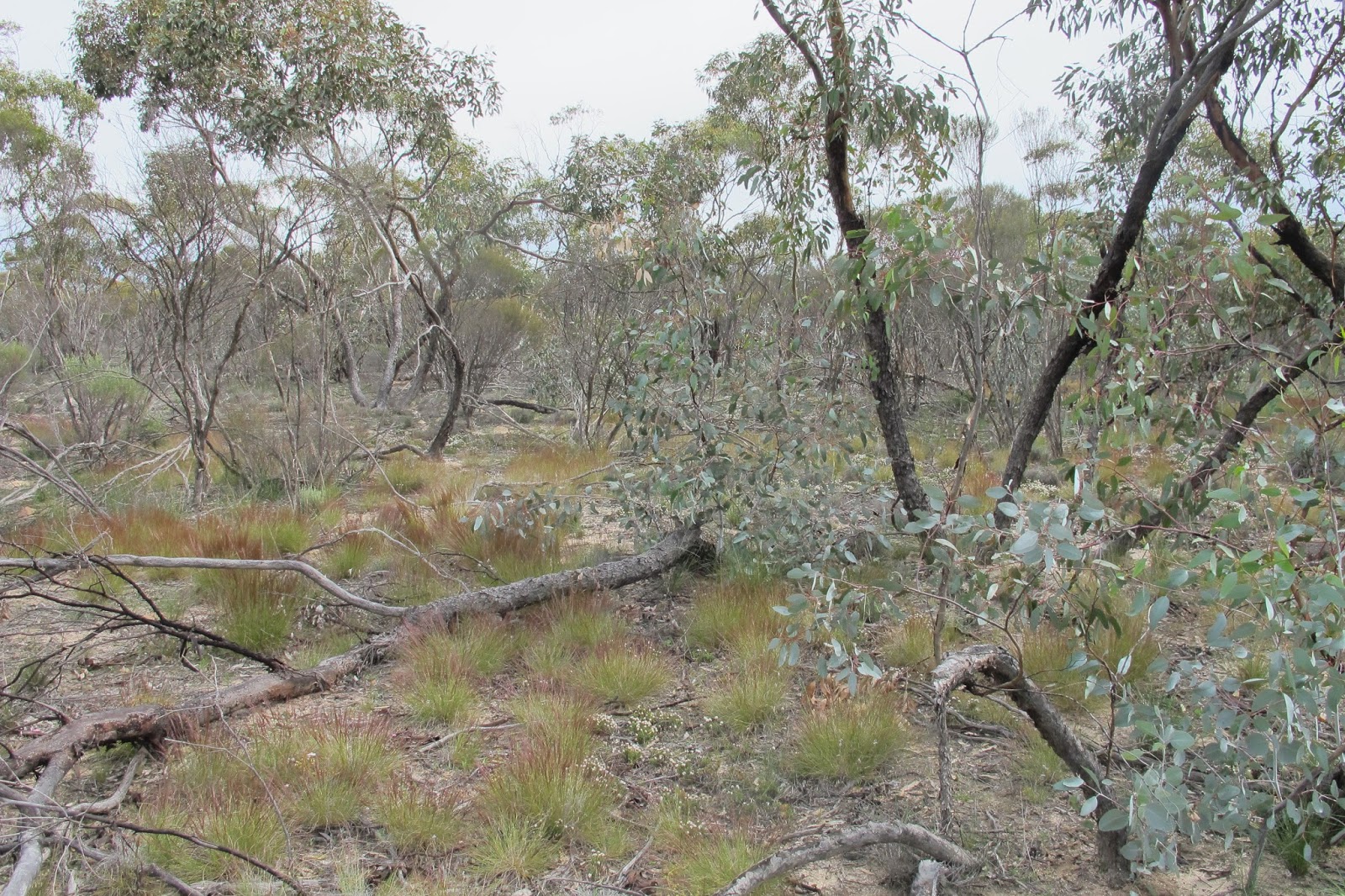 Ungardened Moments: Western Australian bush