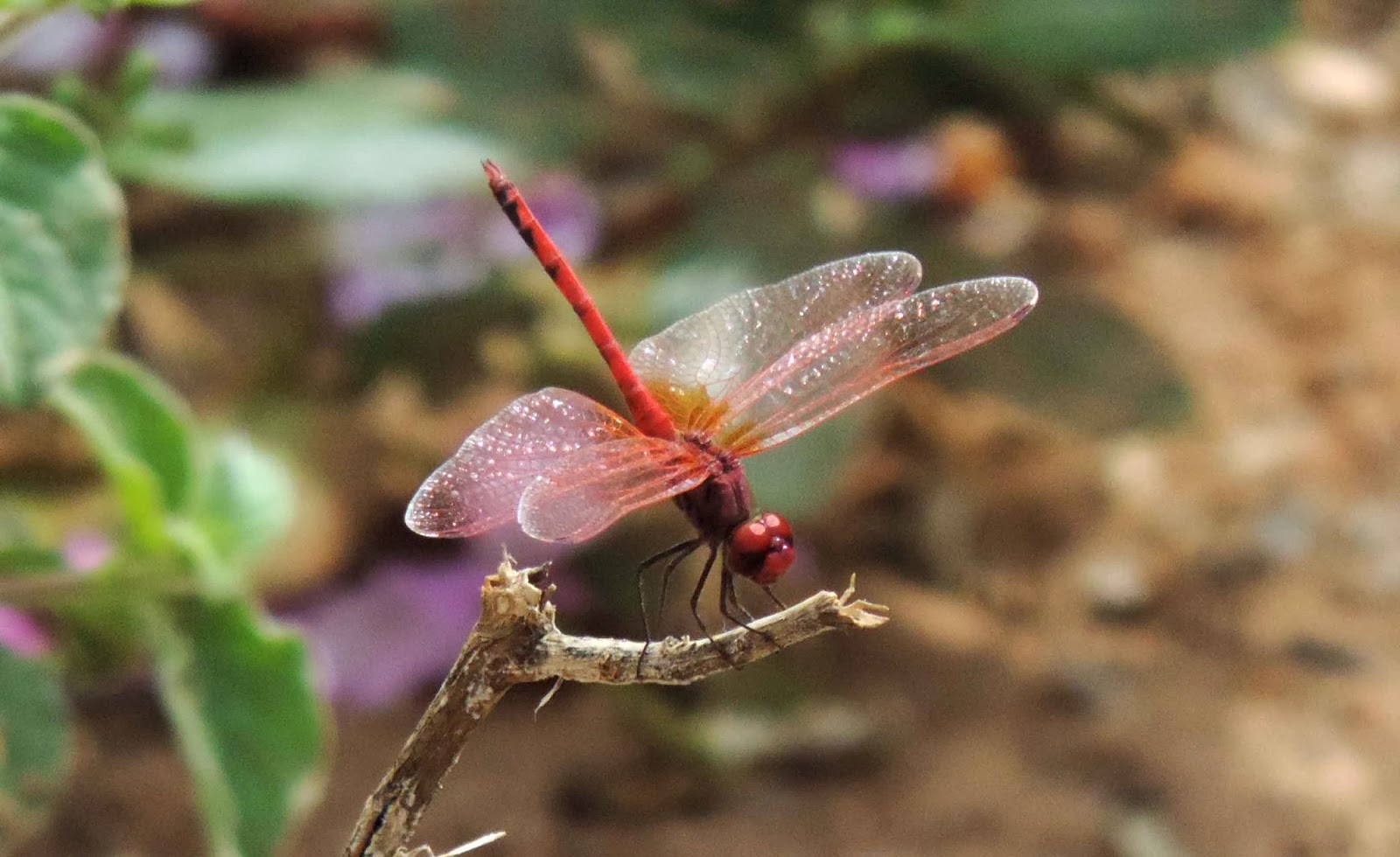 Faune/Flore Afrique de l'Est: Libellule rouge