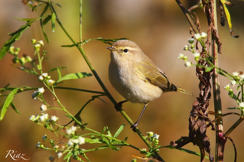 Winter Birds Arrive in Margalla Hills