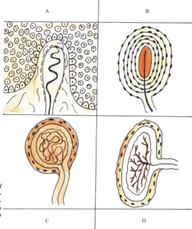 BIOLOGÍA 3º SECUNDARIA: Receptores