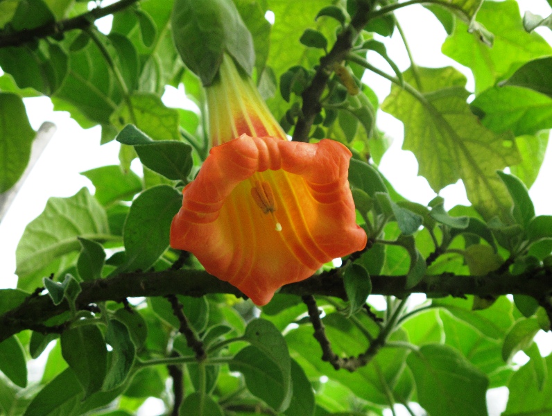 mariasimona en el jardín: Borrachero - Brugmansia sanguinea