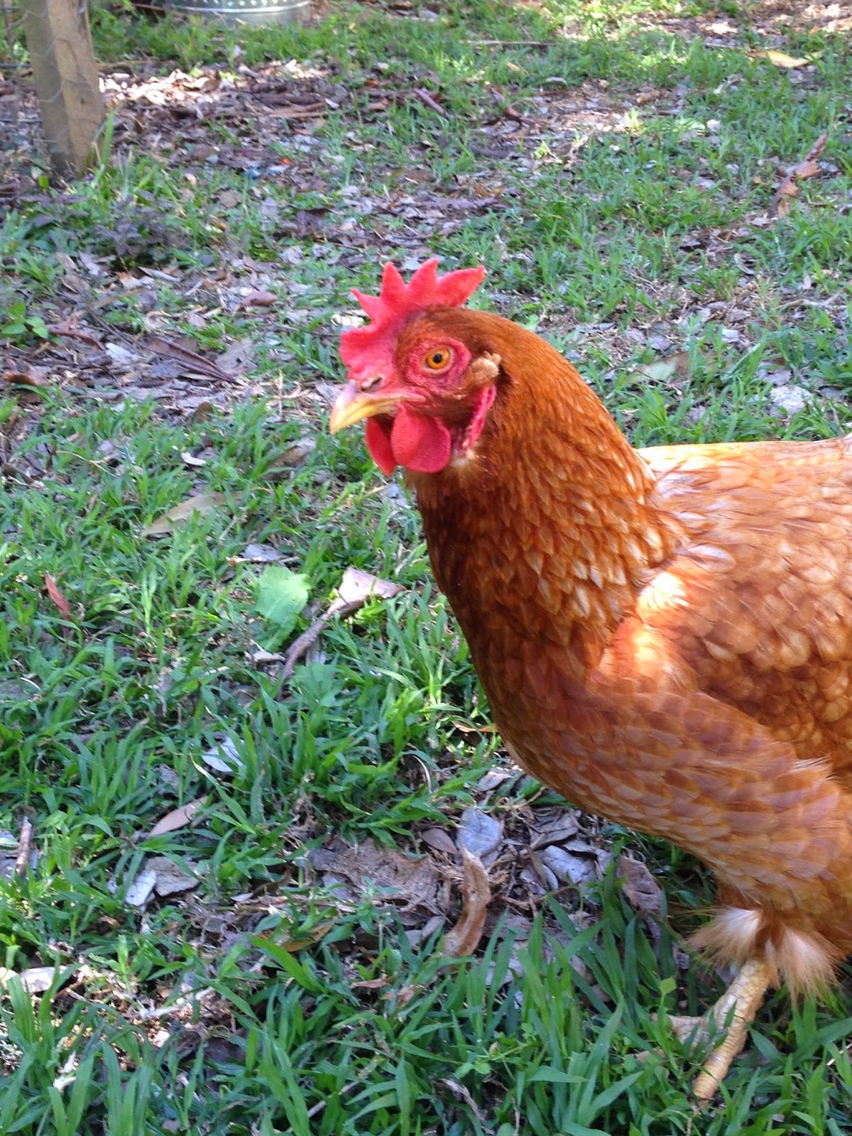 Run-ning Amok: Farewell Little Red Hen