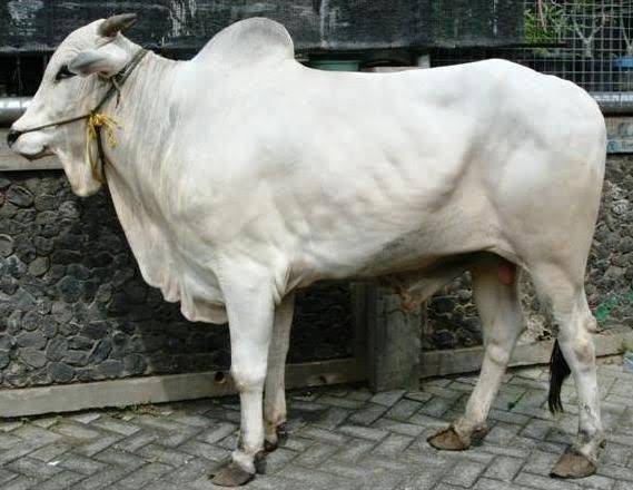 Jenis-jenis Sapi Lokal Indonesia Penghasil Daging | 1001 Catatan, Cara ...
