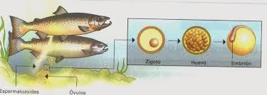 Conoce Cuales son los Animales Ovíparos - Puerto Rico Loves Biology