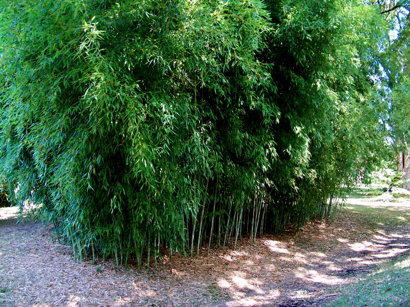 Bill's Big Bamboo: A GARDEN TOUR