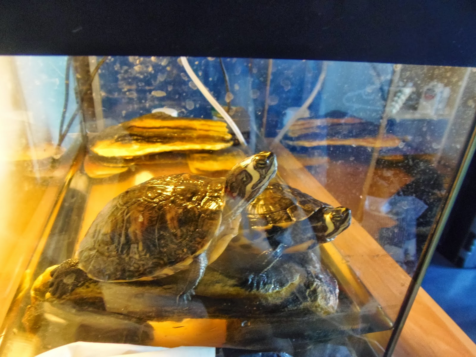 adoptieanimale.ro: Broscute testoase adoptie