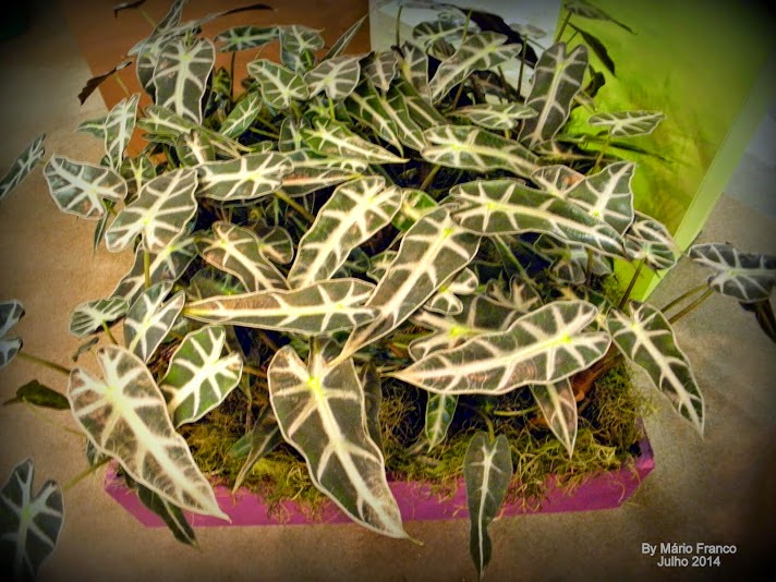 Meu Cantinho Verde: ALOCASIA MINI