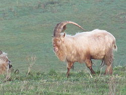 kapten kambing