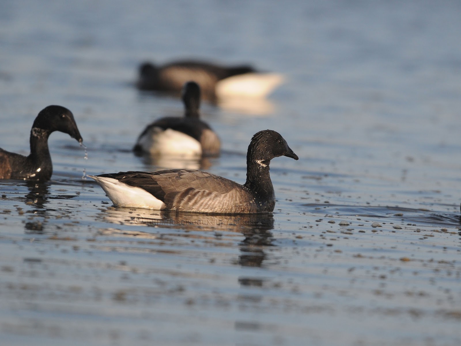Les oiseaux du 27: La Bernache cravant, Branta bernicla