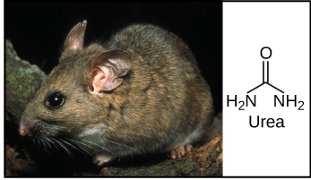 Example of Ammonotelic, Ureotelic, Uricotelic animals