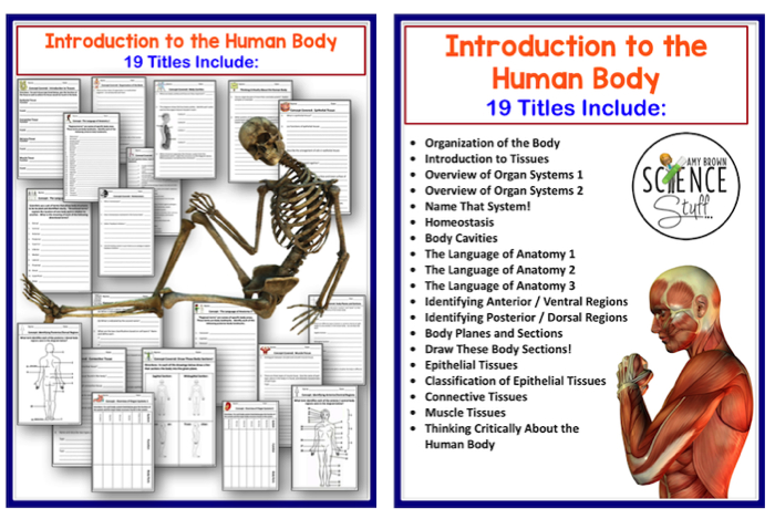 Amy Brown Science: Human Body Interactive Notebook Pages: A Teaching ...