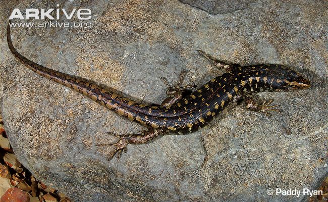 Magellan 2017: New Zealand Wildlife- The Islands (Muter Rahui)