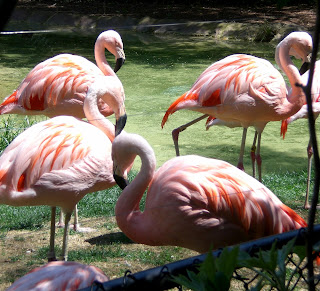 Travel NC With Kids: North Carolina Zoo in Asheboro: This is One Huge ...