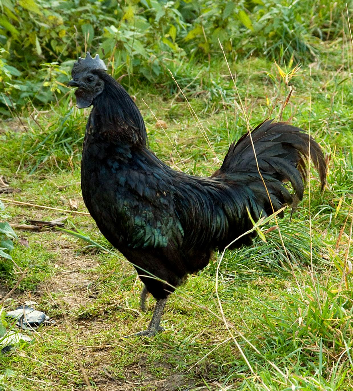 Kura też człowiek. - U Ciotałki