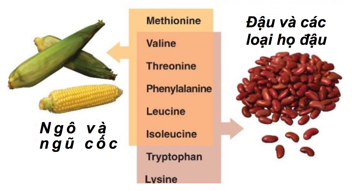 BCAA là gì? 8 Axit Amin (Amino Acid) thiết yếu cho cơ thể
