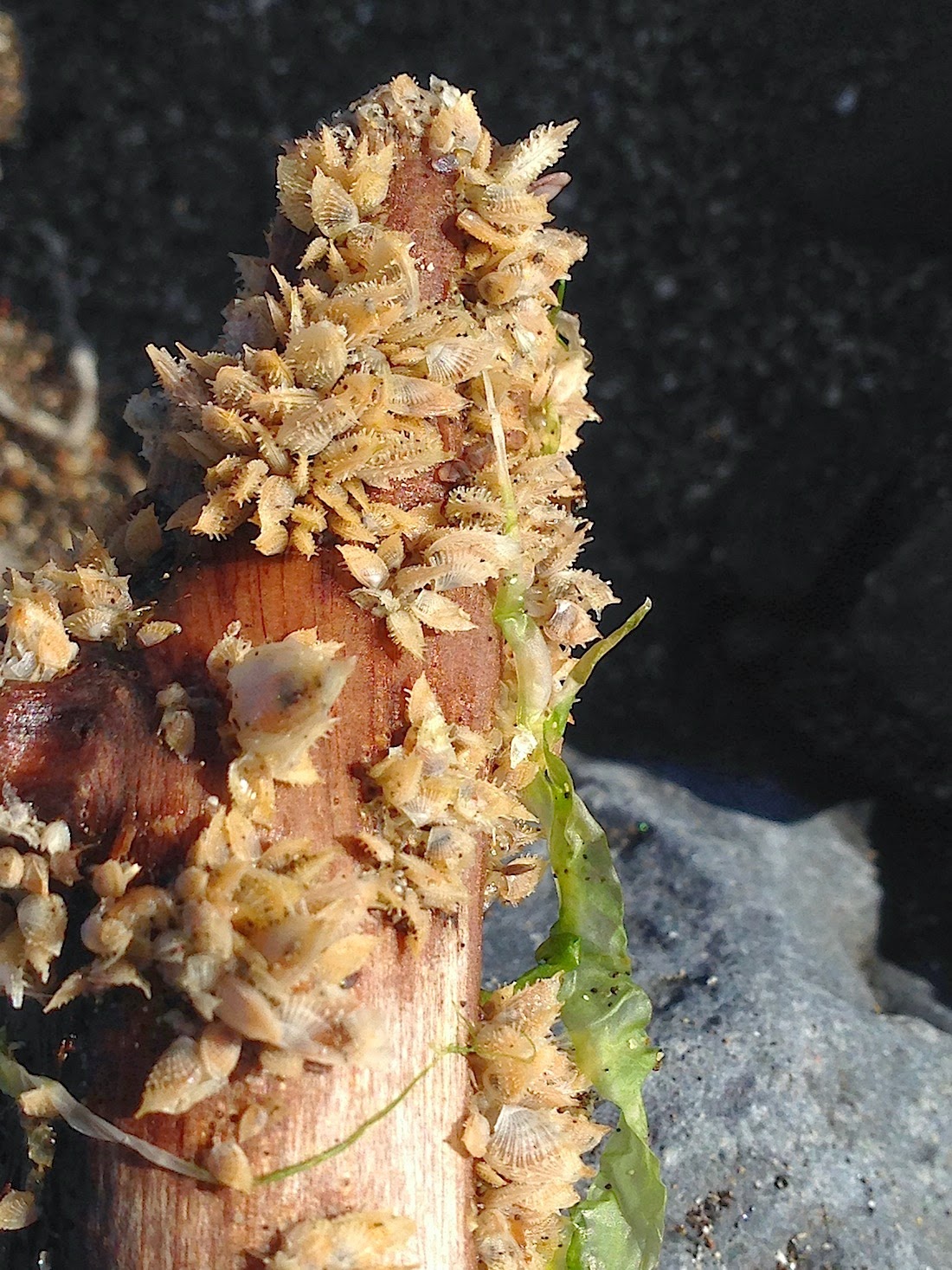 Rafael Microfauna Marina: Chthamalus (Crustáceos: Cirrípedos)