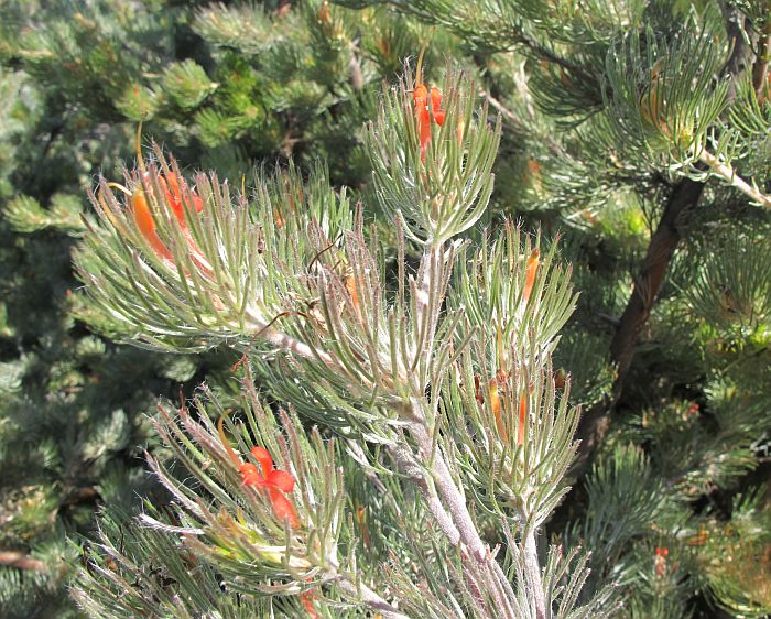 Esperance Wildflowers: Adenanthos sericeus subsp. sphalma - Woollybush