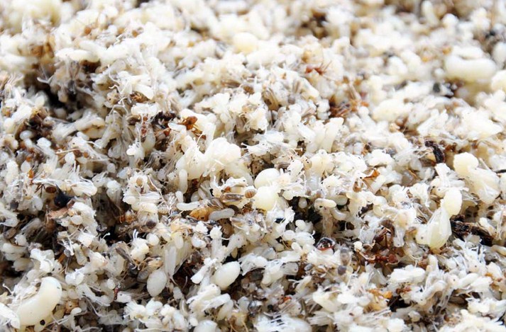 Tips dan Cara Memilih dan Menyimpan Kroto - Artikel Seputar Burung dan ...