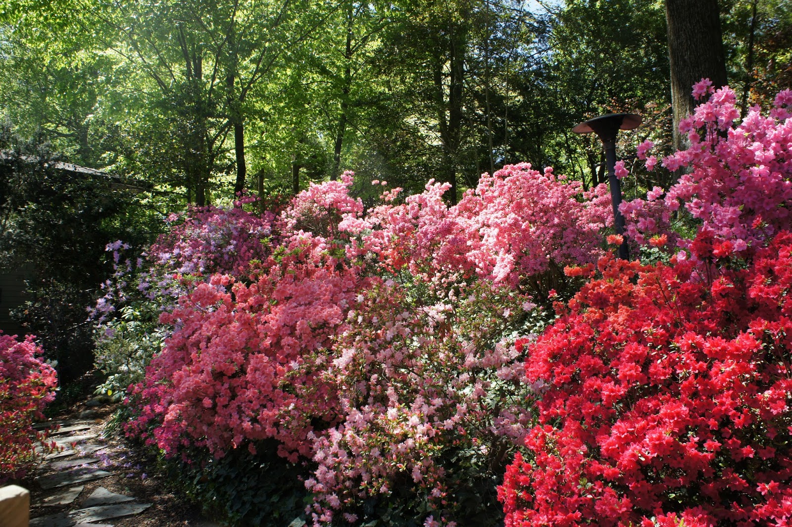 Azalea Hill