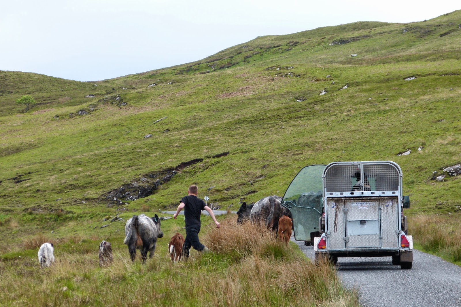 A Kilchoan Diary: The Drovers