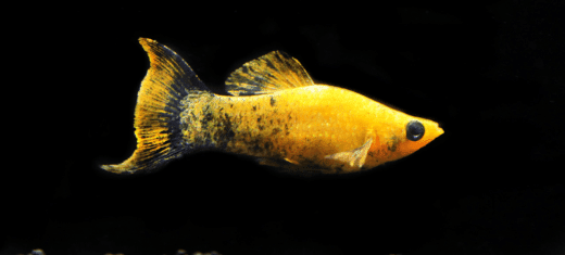 Ikan Molly - 6 Jenis Harga Ikan Molly Terlengkap | Hewan Air Info ...