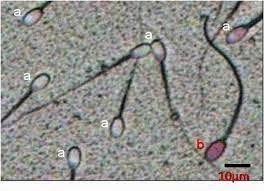 Embriologi Veteriner 2013 Universitas Syah Kuala: Laporan Embriologi ...