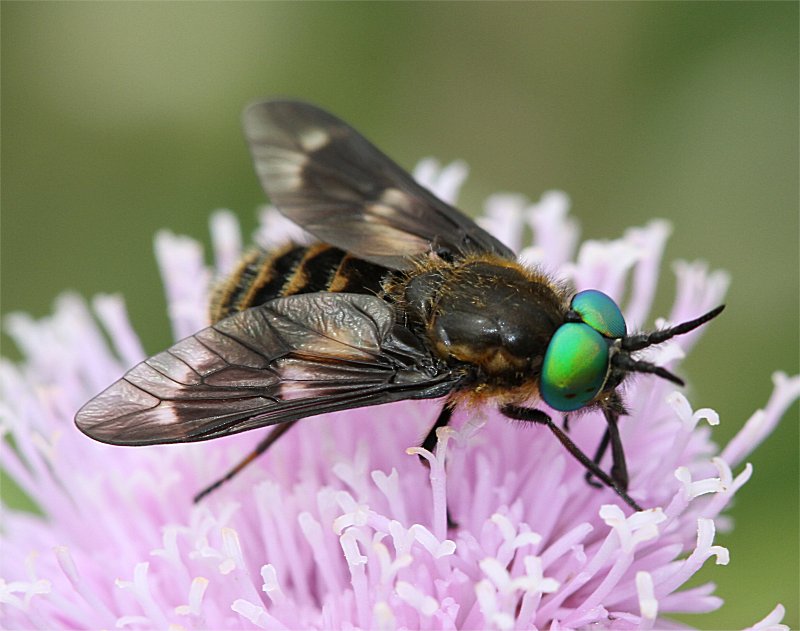 Murfs Wildlife : July Bugs