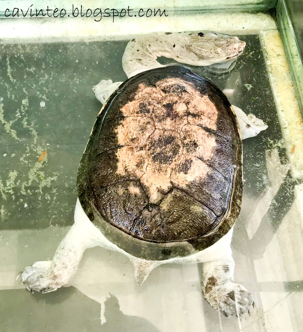 Entree Kibbles: The Live Turtle and Tortoise Museum - Honestly Worth ...