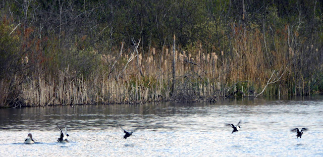 Wild and Wonderful: The Yare Valley