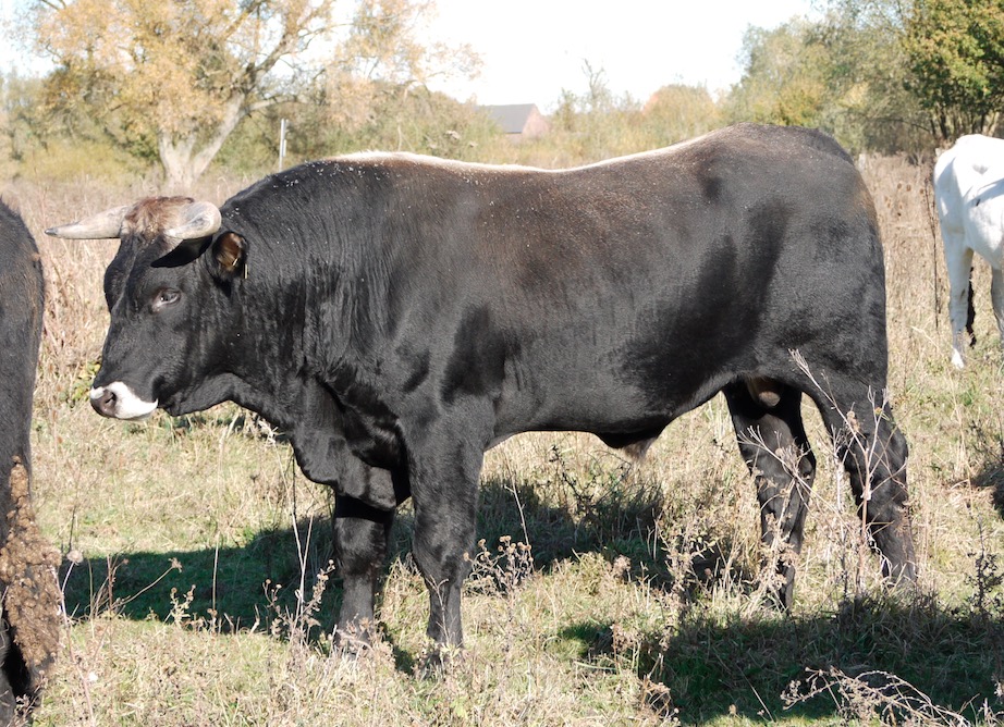 The Breeding-back Blog: A Chianina-Sayaguesa breed?