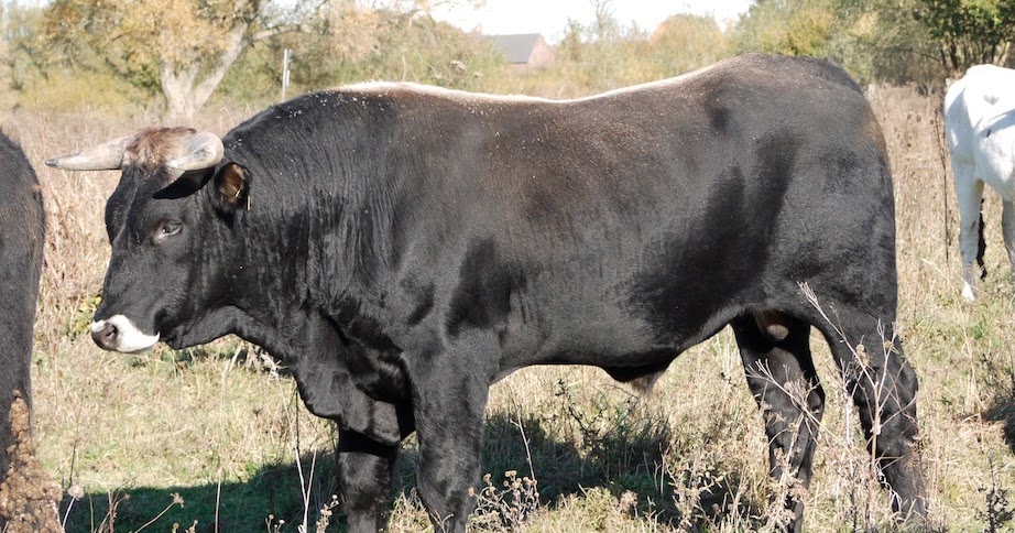 Chianina Cattle