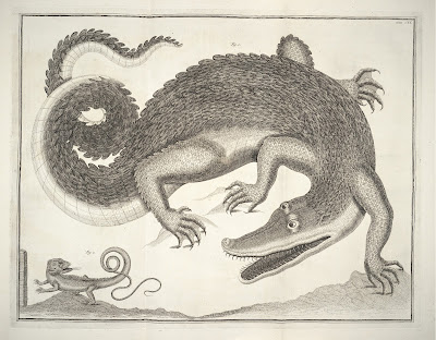 facsimilium: Micrographia