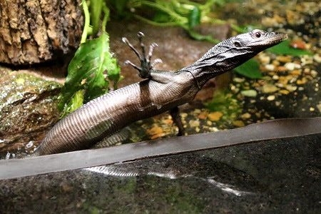 Japan of hope and safety 原子力緊急事態宣言: Tennoji Zoo, Shitennoji Temple ...