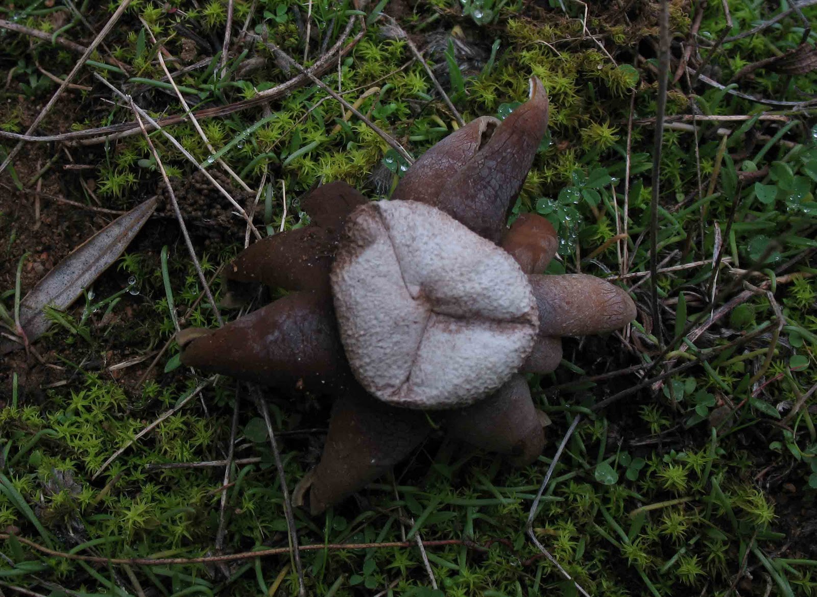 setas y hongos: LETRA G