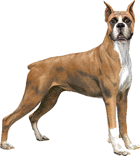 Top 10 Most Dangerous Dog breeds in World - Deadly Vicious