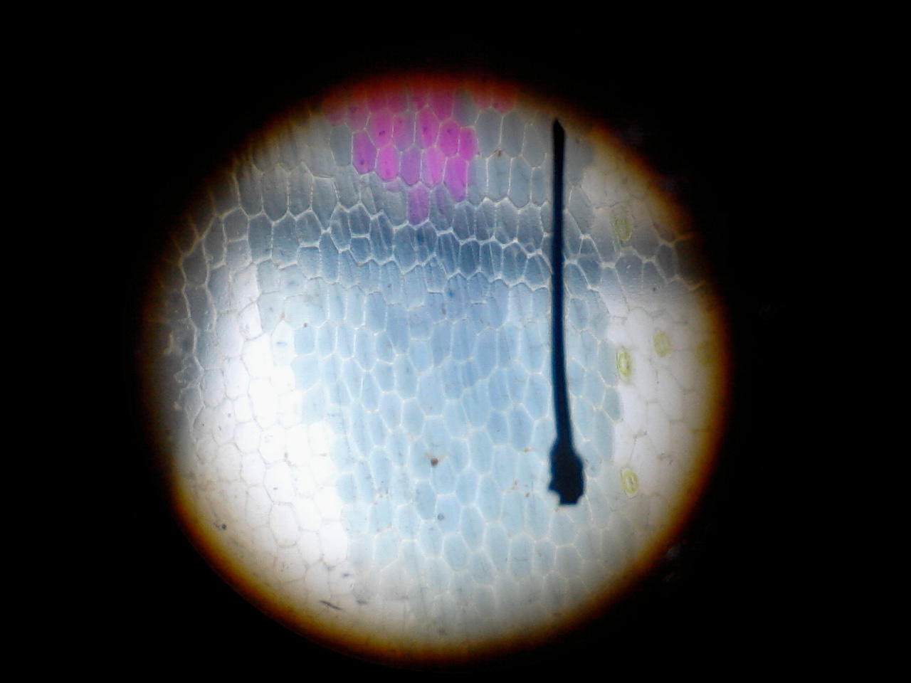 Wara Wiri kehidupan...: LAPORAN PRAKTIKUM MIKROTEKNIK