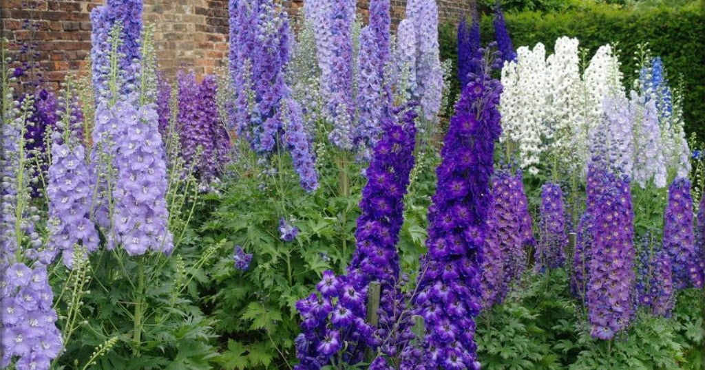 Delphinium Plants How to Grow and Care