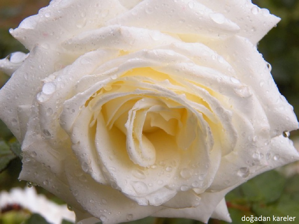 Doğadan Kareler: Yağmur Damlalı Beyaz Gül