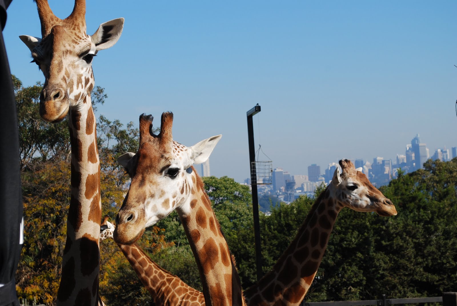 Nevers Endeavors: Sydney Zoo