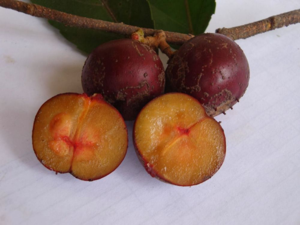 Buah-Buahan Indonesia yang Telah Langka, ada yang pernah ICIP ICIP buah ...