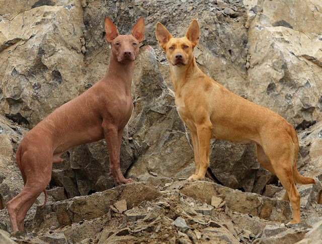 NUNCAJAMAS COCKER: UN POCO DE HISTORIA: ORIGEN DE LOS PERROS PRECOLOMBINOS