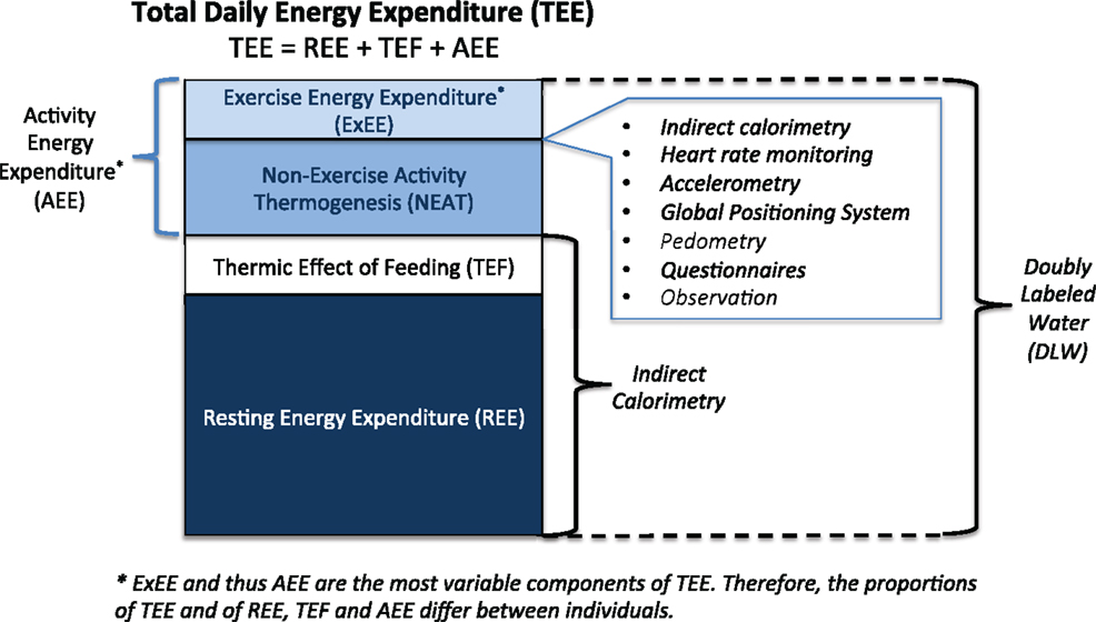 What is my REE..aka Resting energy expenditure: 2017